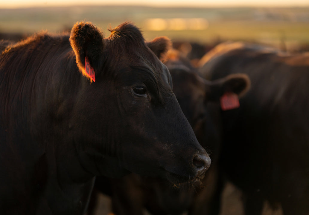 Why Purchase Beef from Royal Family Farming? – Royal Family Farms