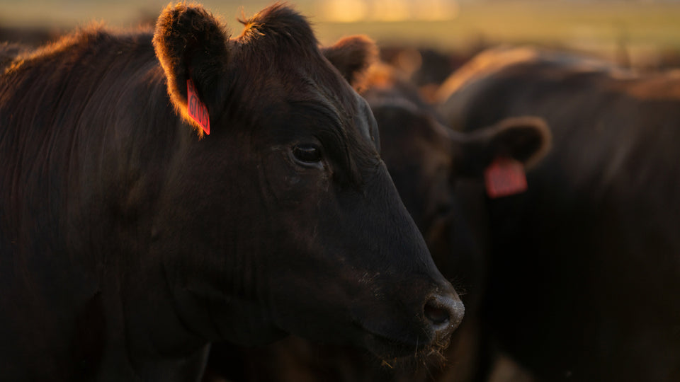 Why Purchase Beef from Royal Family Farming? – Royal Family Farms