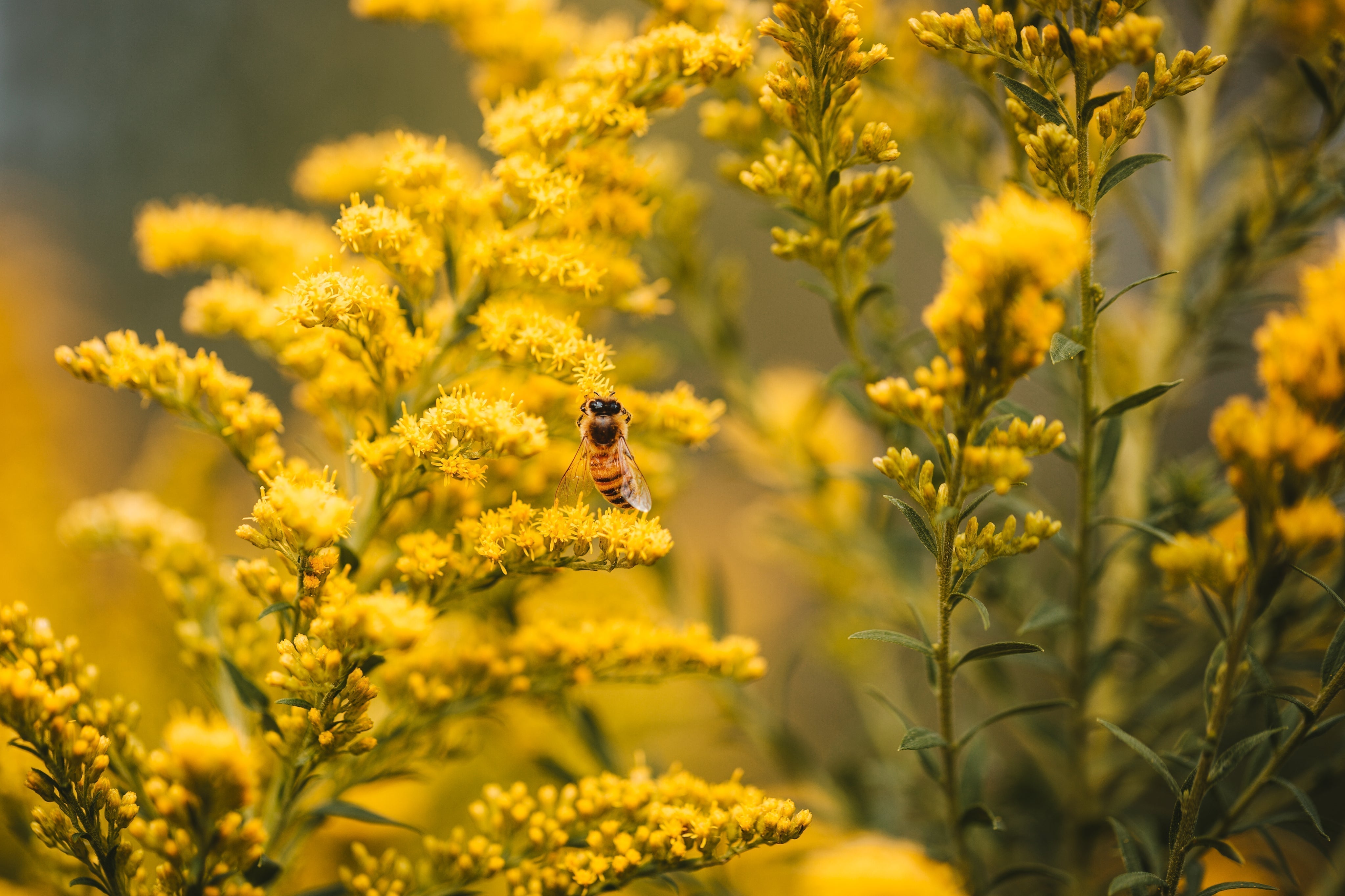 What’s the Buzz? New Live Beehive Install at The Ranch! – Royal Family ...