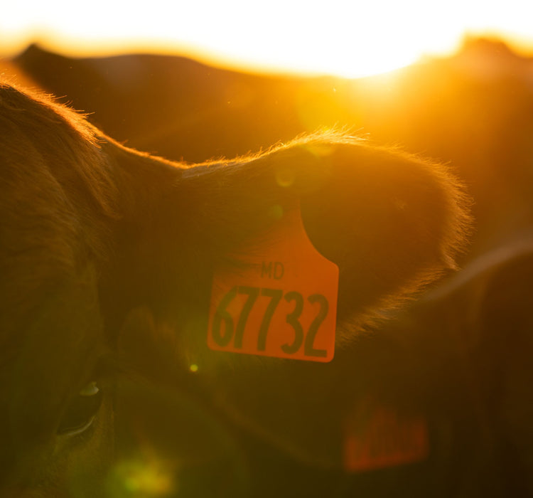 Tallow – Royal Family Farms