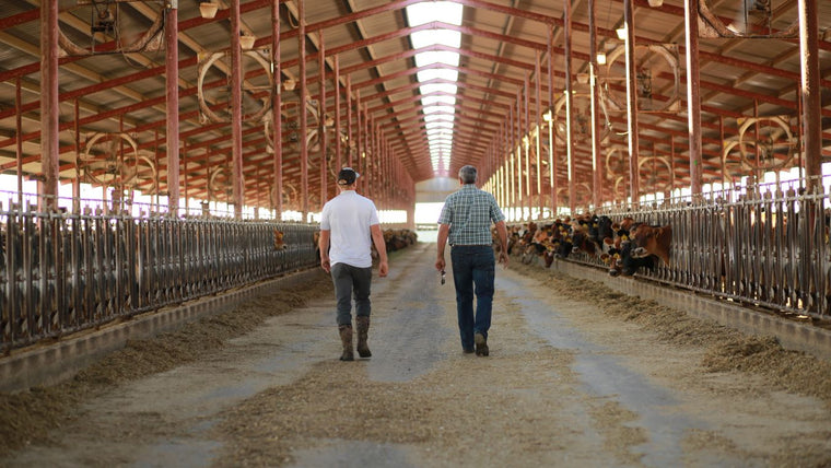 Royal Dairy – Royal Family Farms